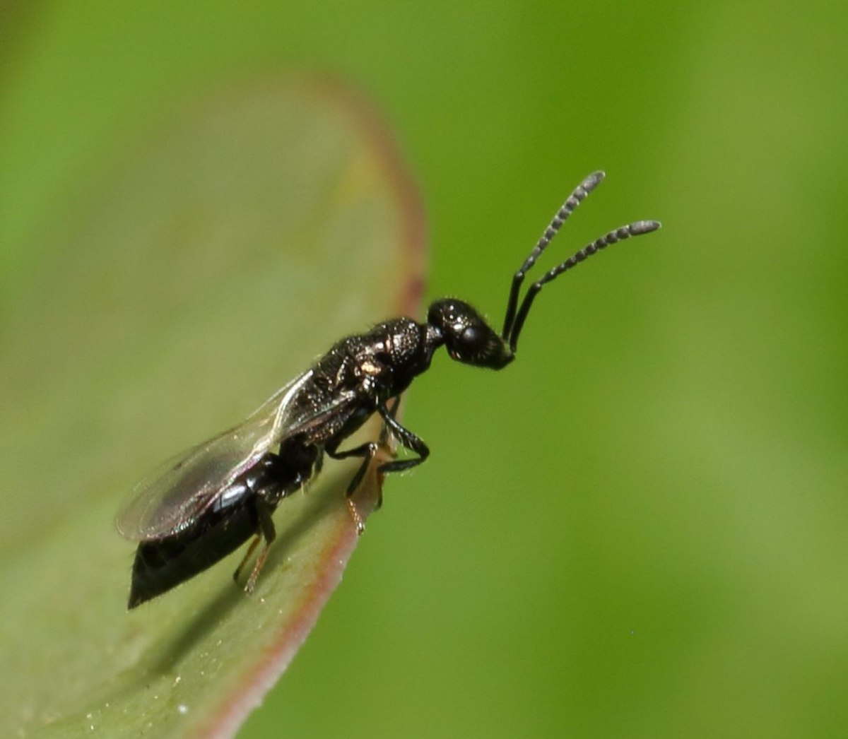 CBI Bajío – Control Biológico de Plagas de Moscas